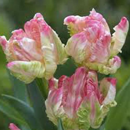 Tulip-Libretto-Parrot.jpg (500×500)